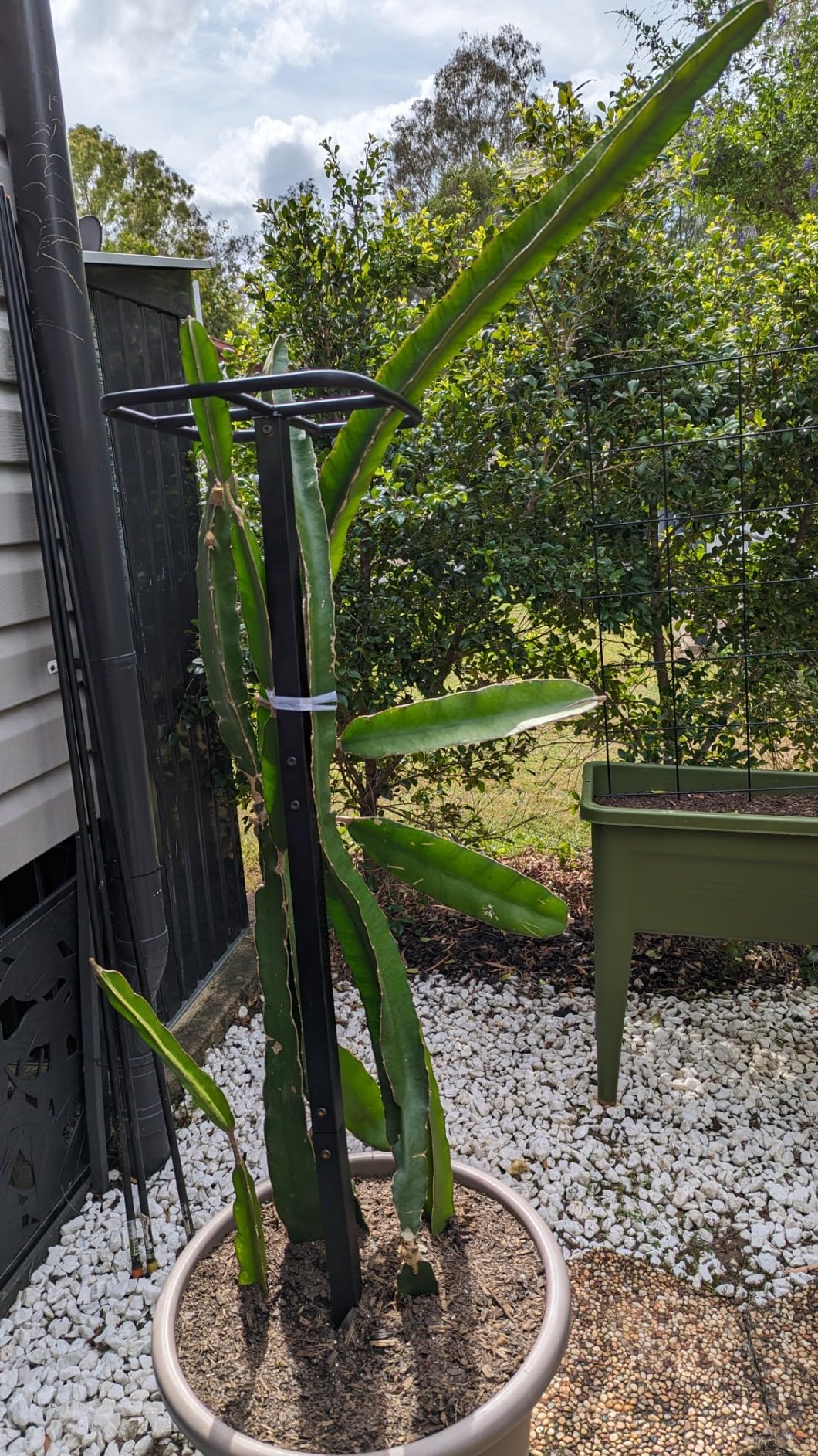 Premium Dragon Fruit Trellis - Durable Metal Trellis for Vertical ...