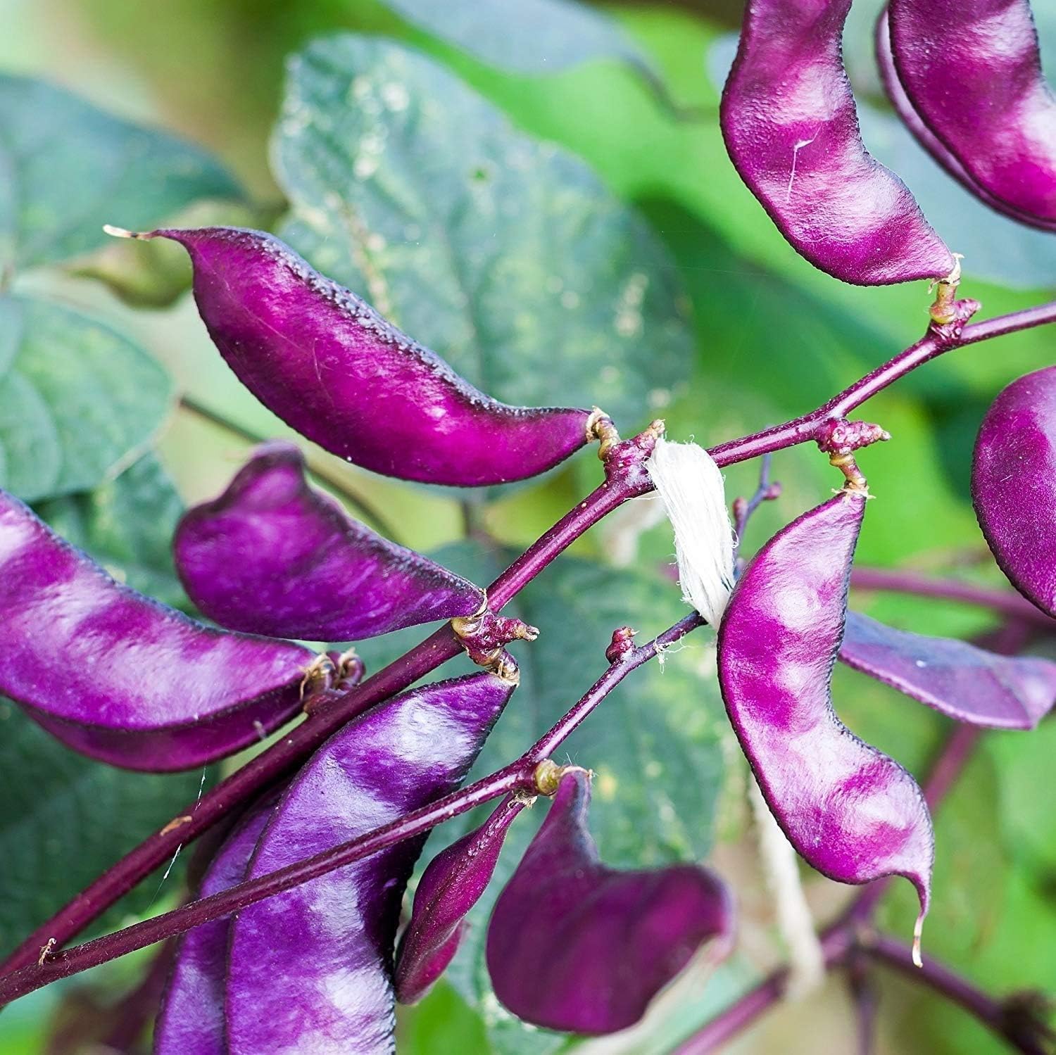 Oakwood Farms beans vegetable seeds | vegetable Seeds | dark purple ...