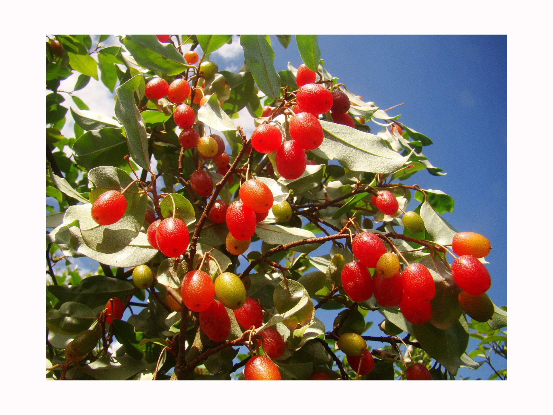 Buy Cherry Silverberry, Elaeagnus multiflora, deciduous, Edible Sweet ...