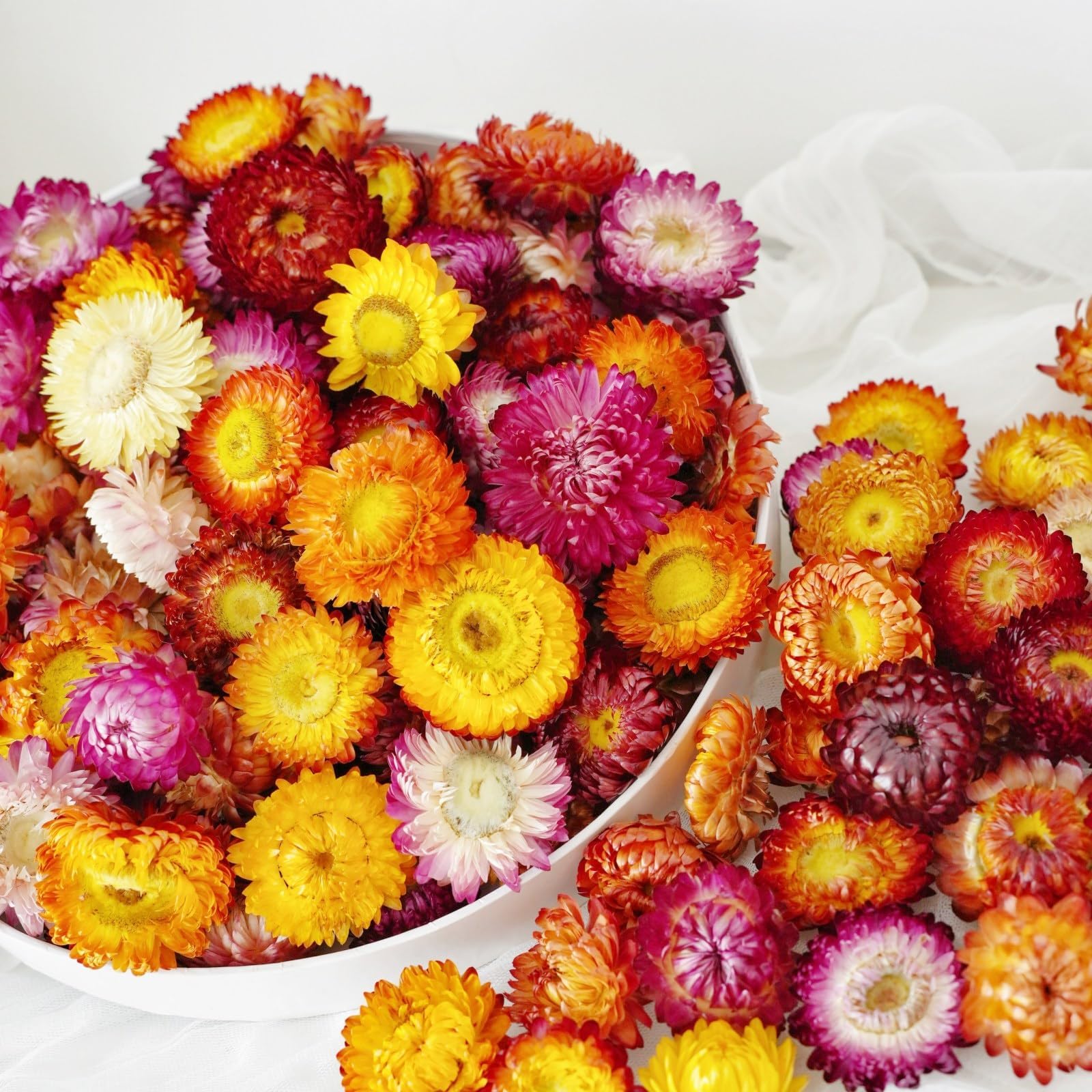 Amazon.com: 100Pcs Real Natural Dried Daisy Flowers Heads for Crafts ...