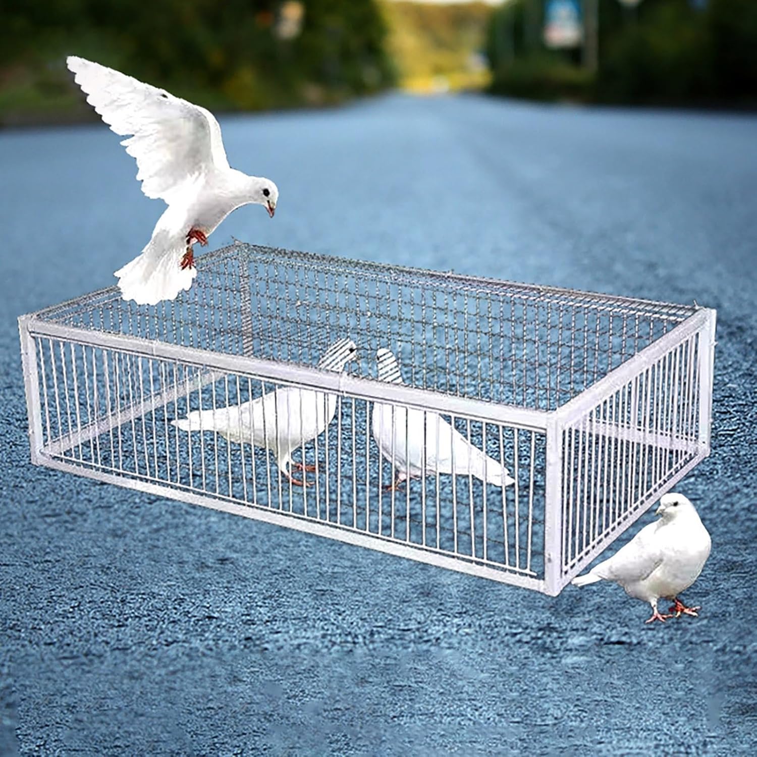 Amazon.com : Hoixin Bird trap Cage Animal Trap Cage Pigeon Trap Pigeon ...