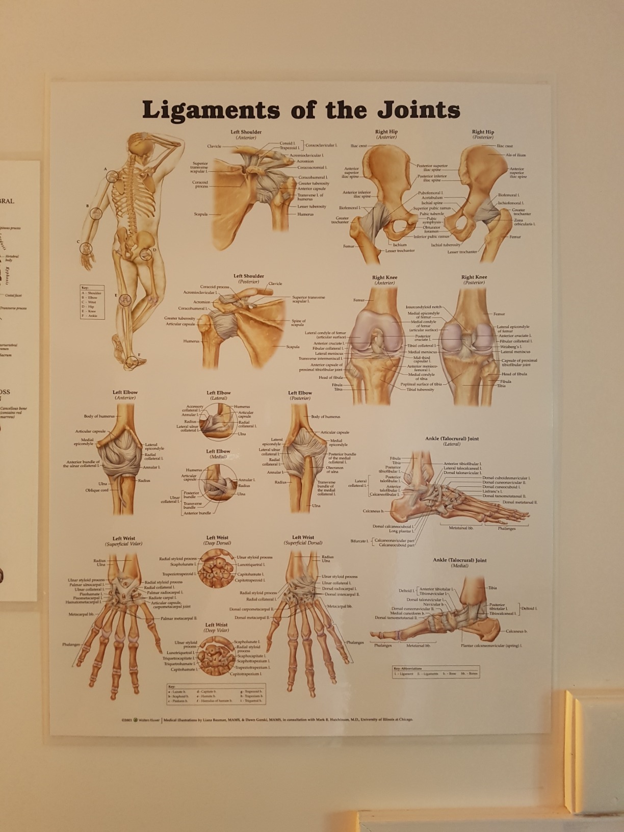 Ligaments of the Joints Anatomical Chart : Anatomical Chart Company ...