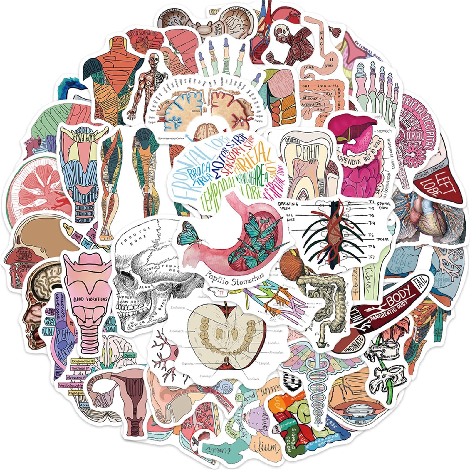 Amazon.com: Anatomy & Biology Mini Stickers Kit - 800+PCS Mini Human ...