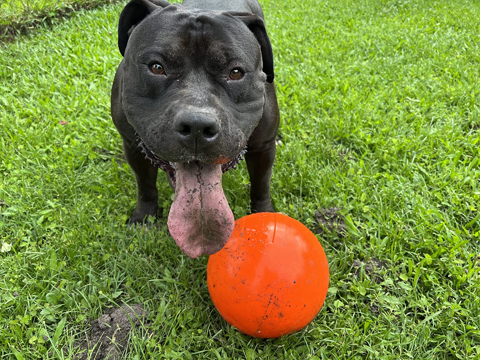 Aussie Dog Staffie Ball 24cm Large Heavy Duty Tough Chew Toy for Strong ...