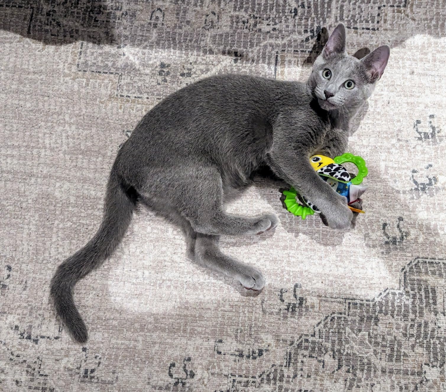 Tomy Lamaze Bitty Bite Bug Rattle : Amazon.com.au: Everything Else