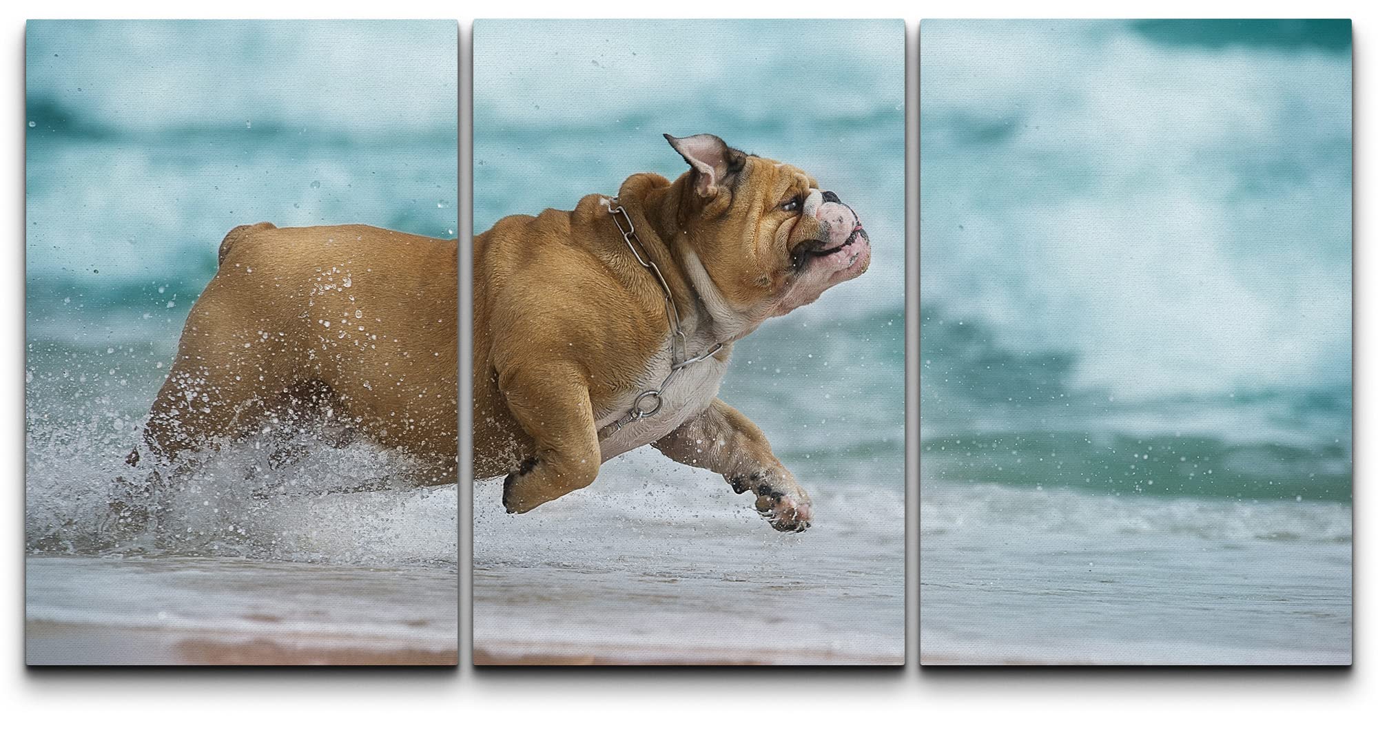 Happy Bulldog Running