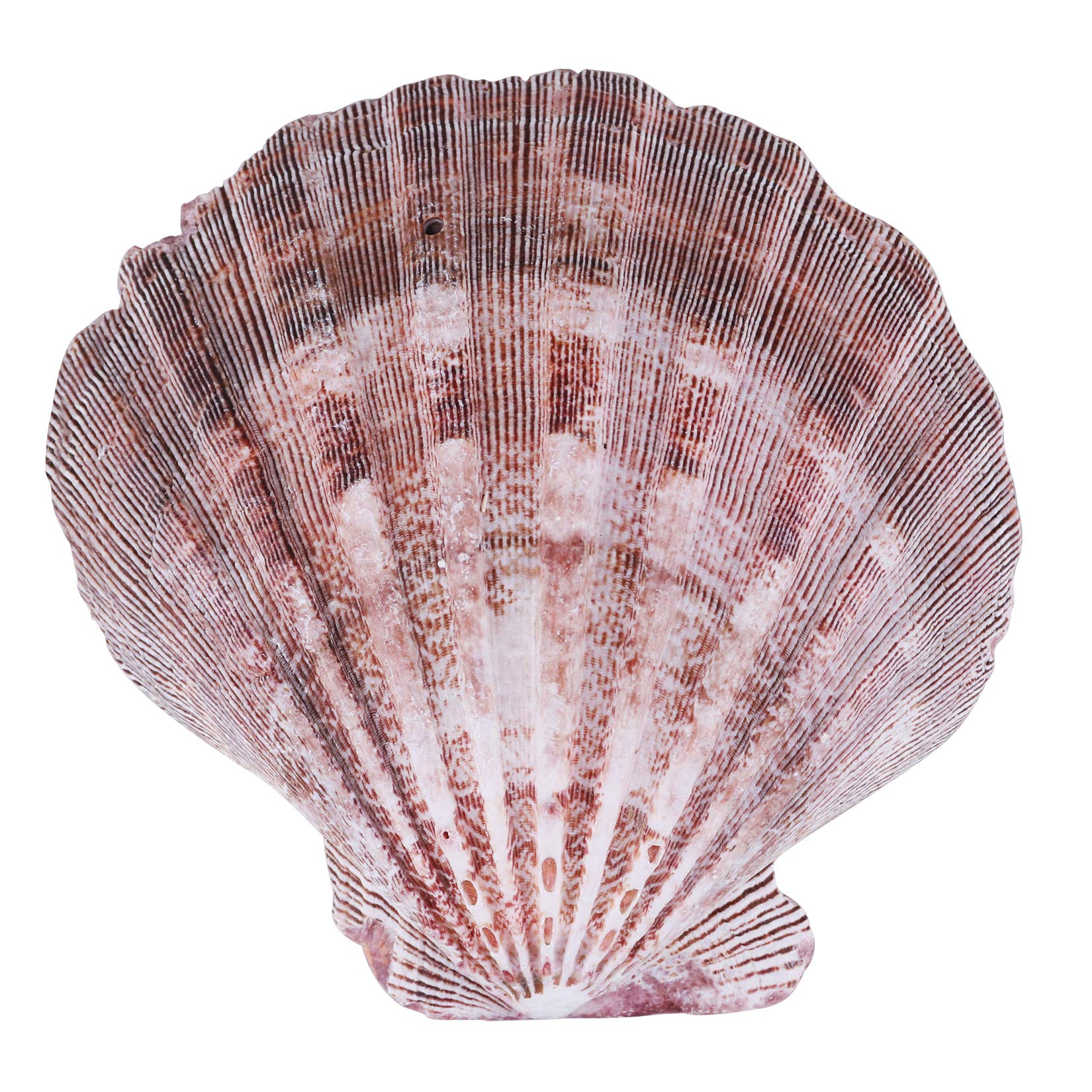 Snapklik.com : 2 PCS 5.5" Large Great Scallop Shells Brown Lions Paw ...