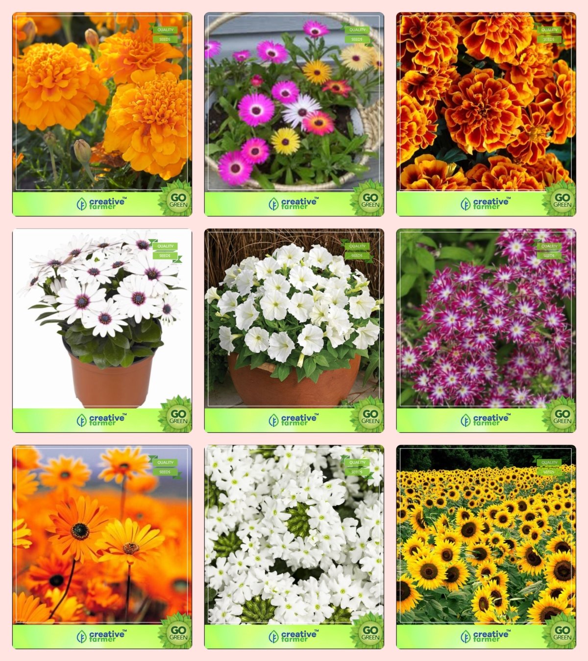 Creative Farmer Flower Seeds : Pots Suitable Flower Seeds Combo ...