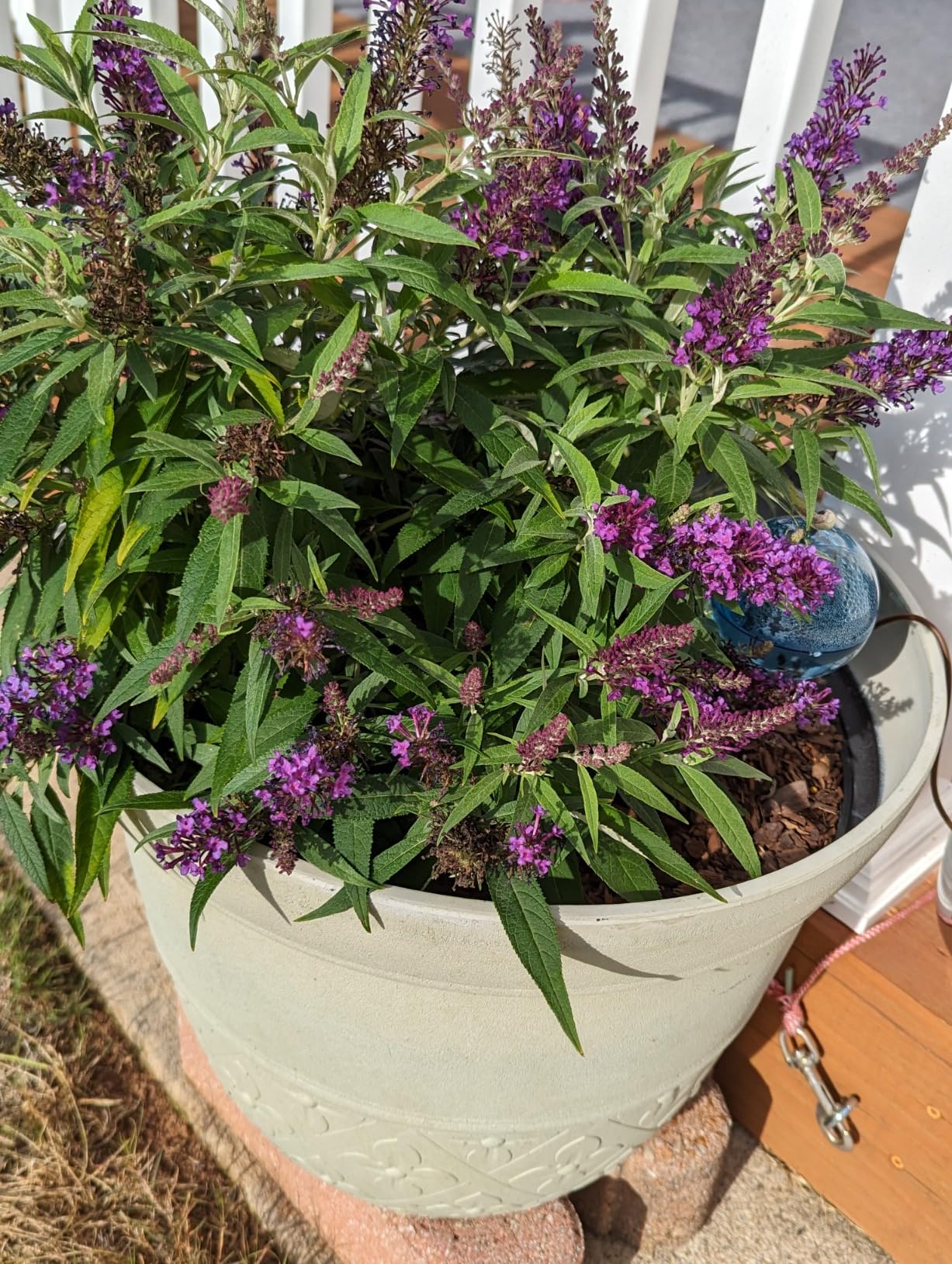 Amazon.com : 1.5 Gal. Lil' Grape Buddleia : Patio, Lawn & Garden