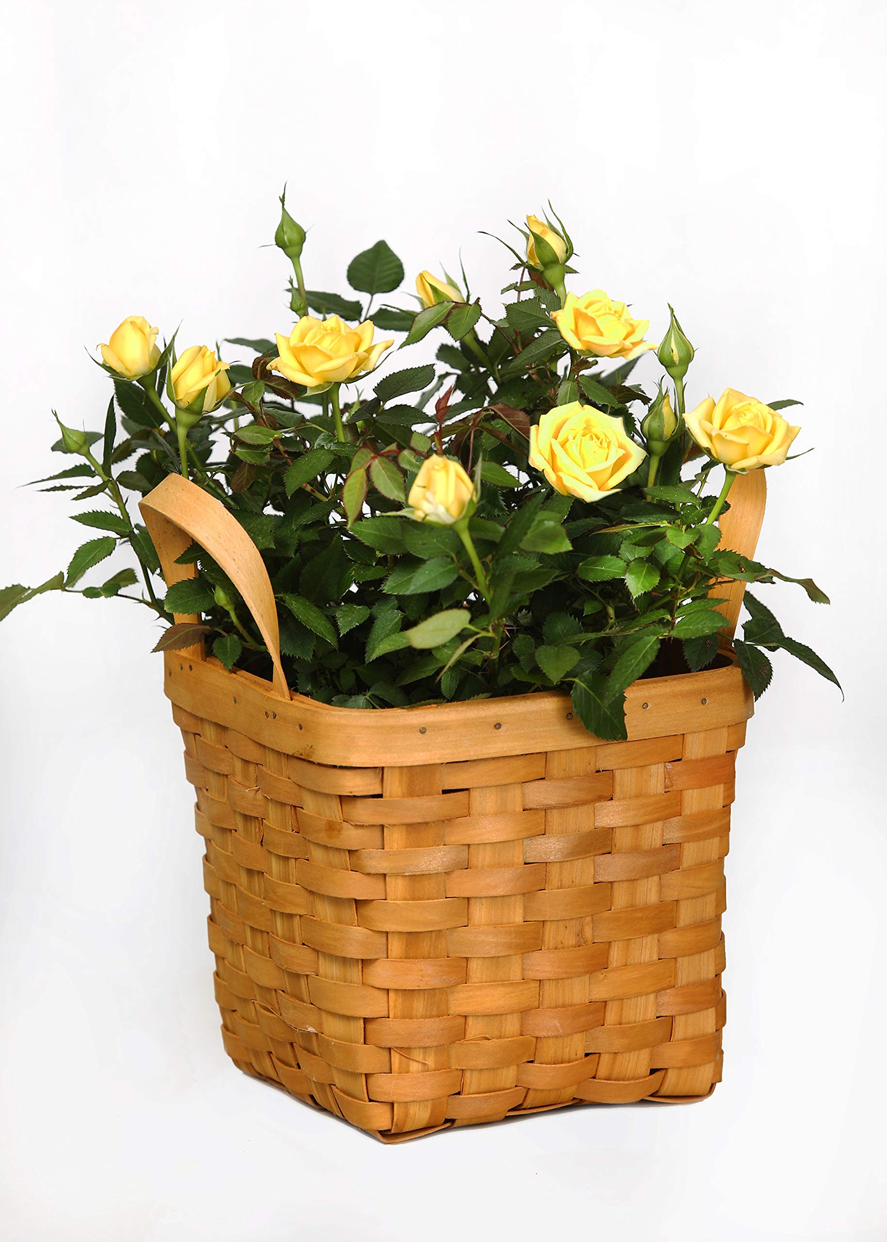 Amazon.com: Live 6" Mini Yellow Rose Bush in a 6" Square Woven Gift ...