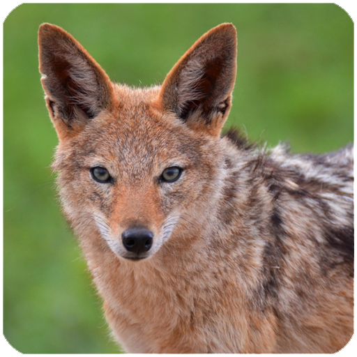 Jackal Sounds - App on Amazon Appstore