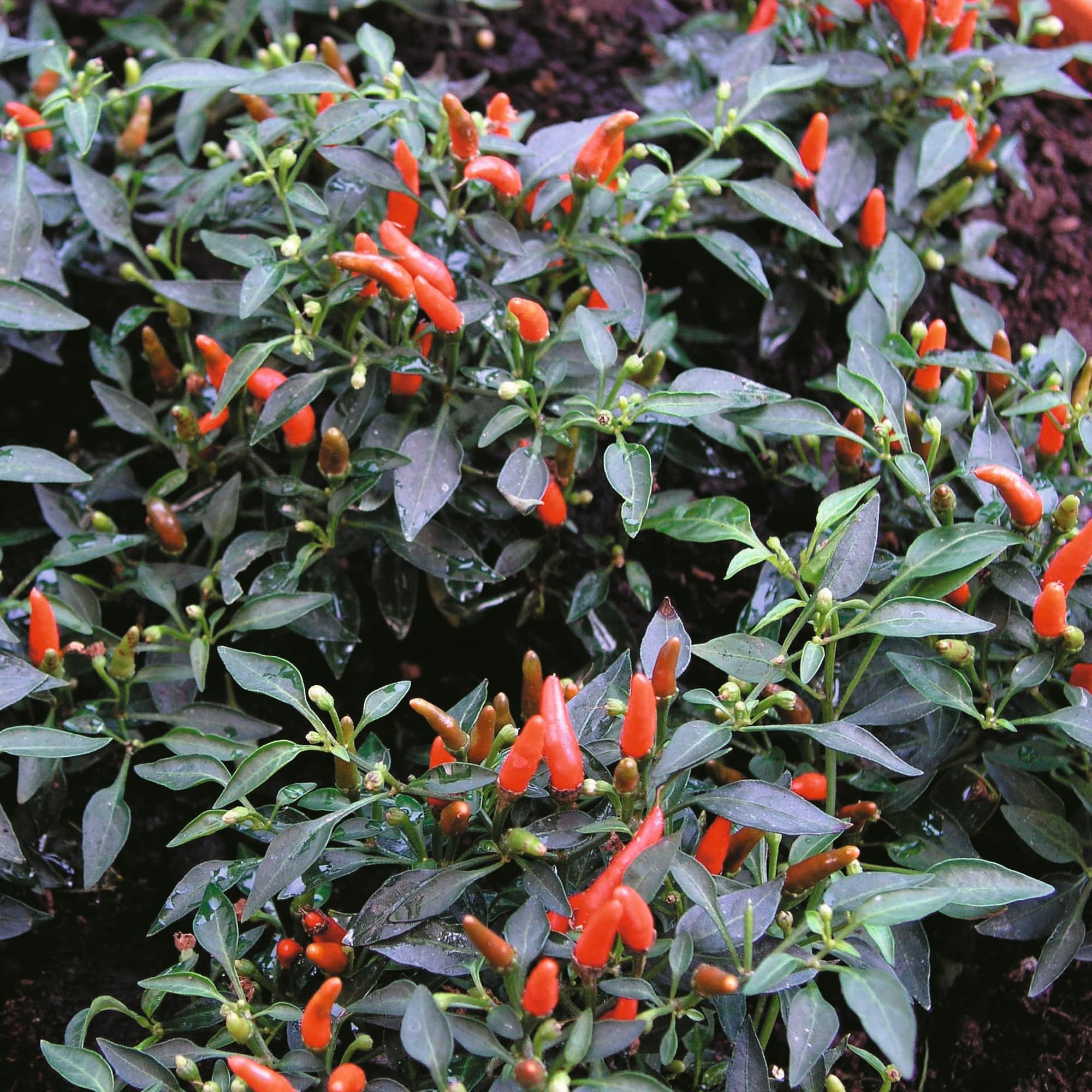 Chilli Plants - 'Prairie Fire' - 6 x Plug Plant Pack - Garden Ready ...