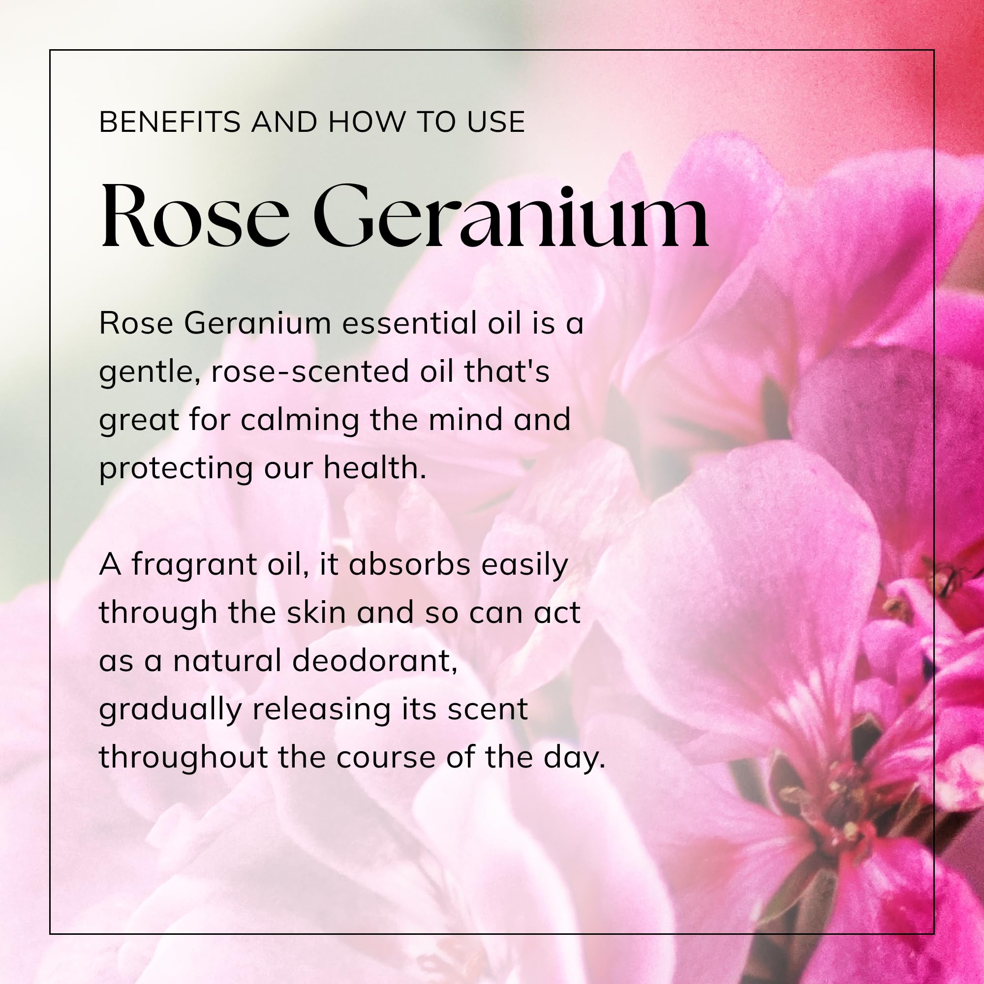 Geranium Essential Oil Benefits The Many Wellbeing Benefits Of Rose