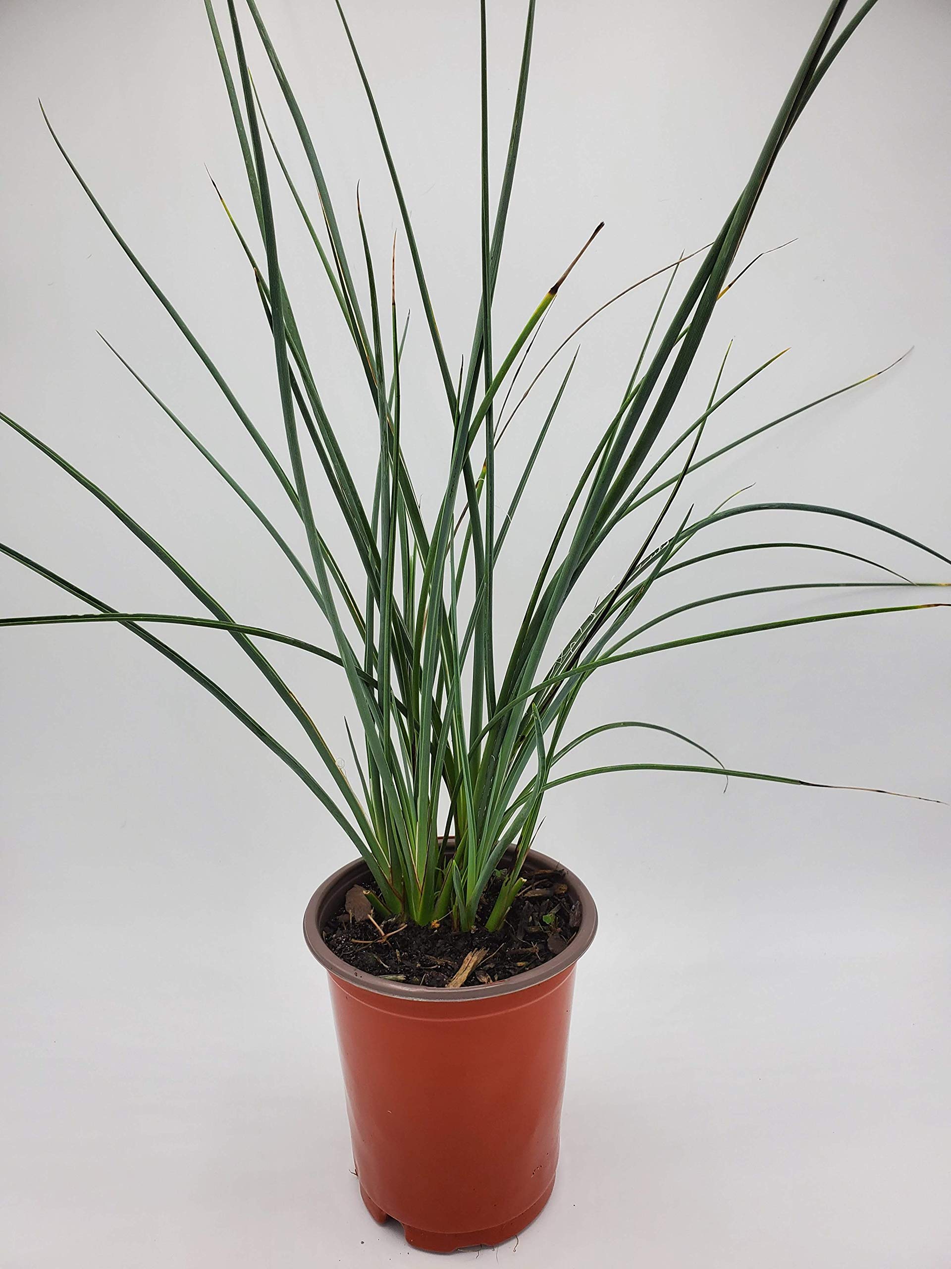 Amazon.com : Red Yucca (Bundle of 6) - Hesperaloe parviflora - Quart ...