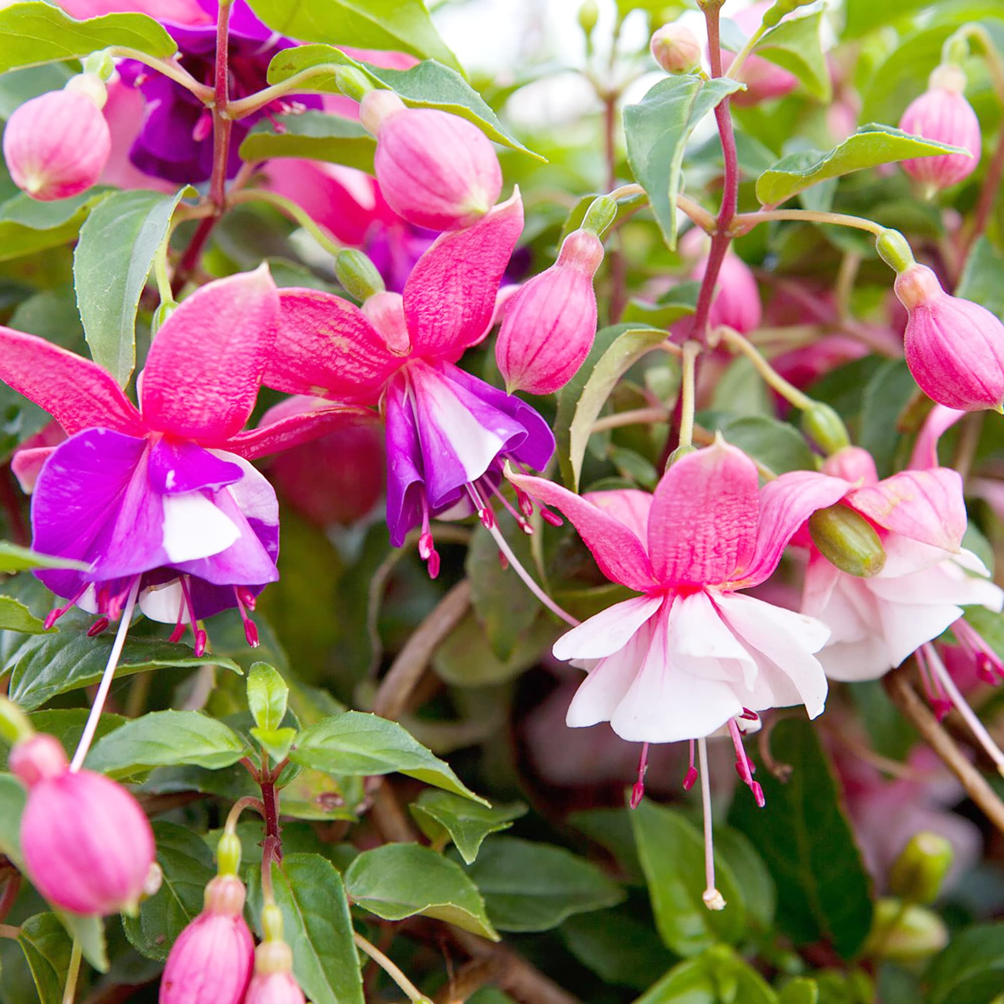 Amazon.com : Mixed Fuchsia Seeds Tropical Plant Attracts Hummingbirds ...