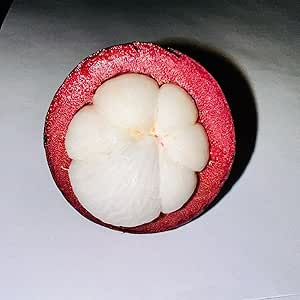 Amazon.com : DESBEBE Live Plant - 1 Mangosteen (Garcinia Mangostana ...