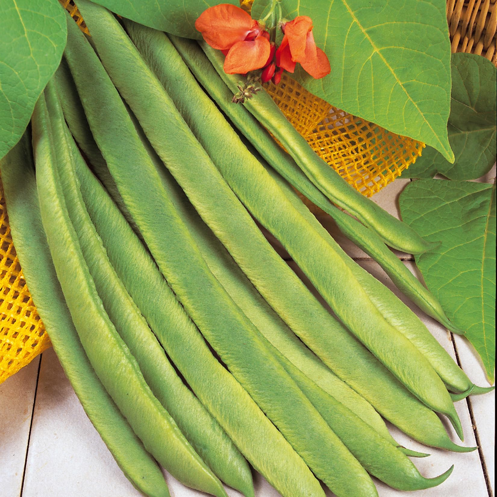 Runner Bean 'Enorma' Grow Your Own Vegetable Plants Pack of 3 Garden ...