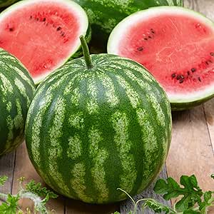 Amazon.com : Cal Sweet Bush AAS Watermelon Seeds - 3 g Packet ~35 Seeds ...