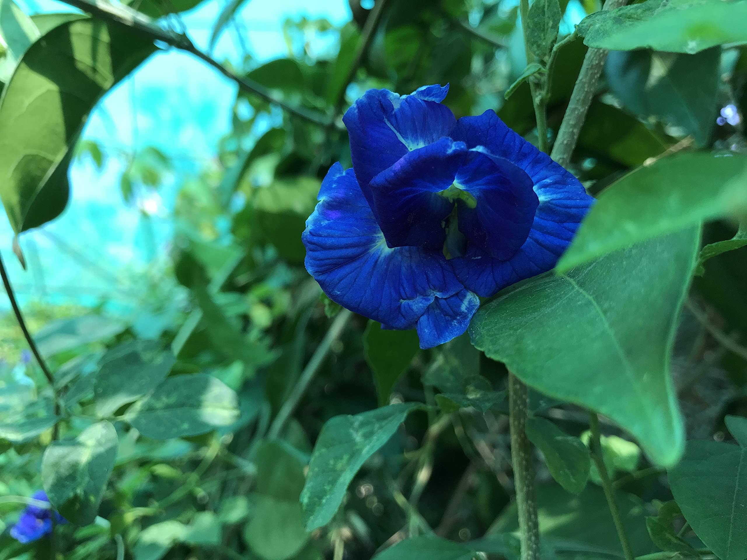 Seeds village Extremely rare blue Clitoria Ternatea butterfly pea vine ...