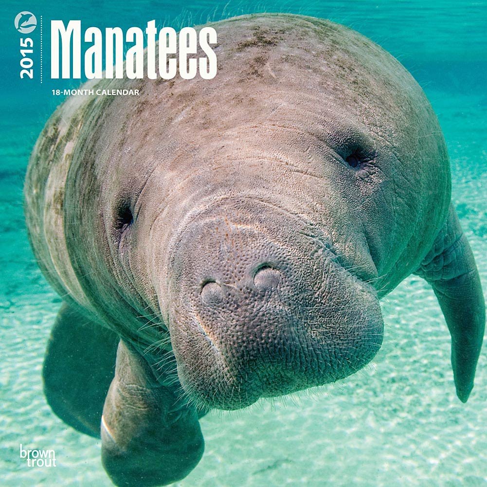 Manatees 2015 Wall Calendar : Amazon.in: Toys & Games