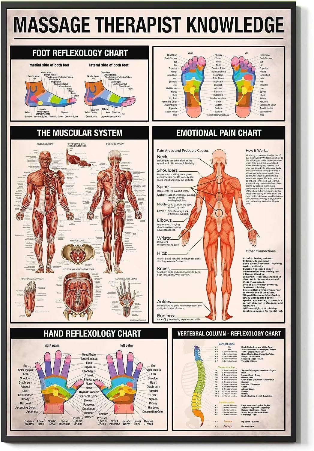 Amazon.com: Massage Therapist Knowledge, Foot Reflexology Chart ...