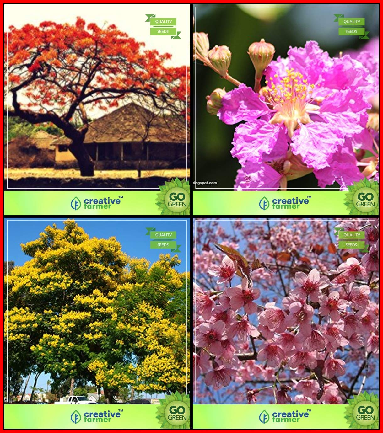 Buy Creative Farmer Heirloom Combo Tree : Gulmohar, Lagerstroemia ...