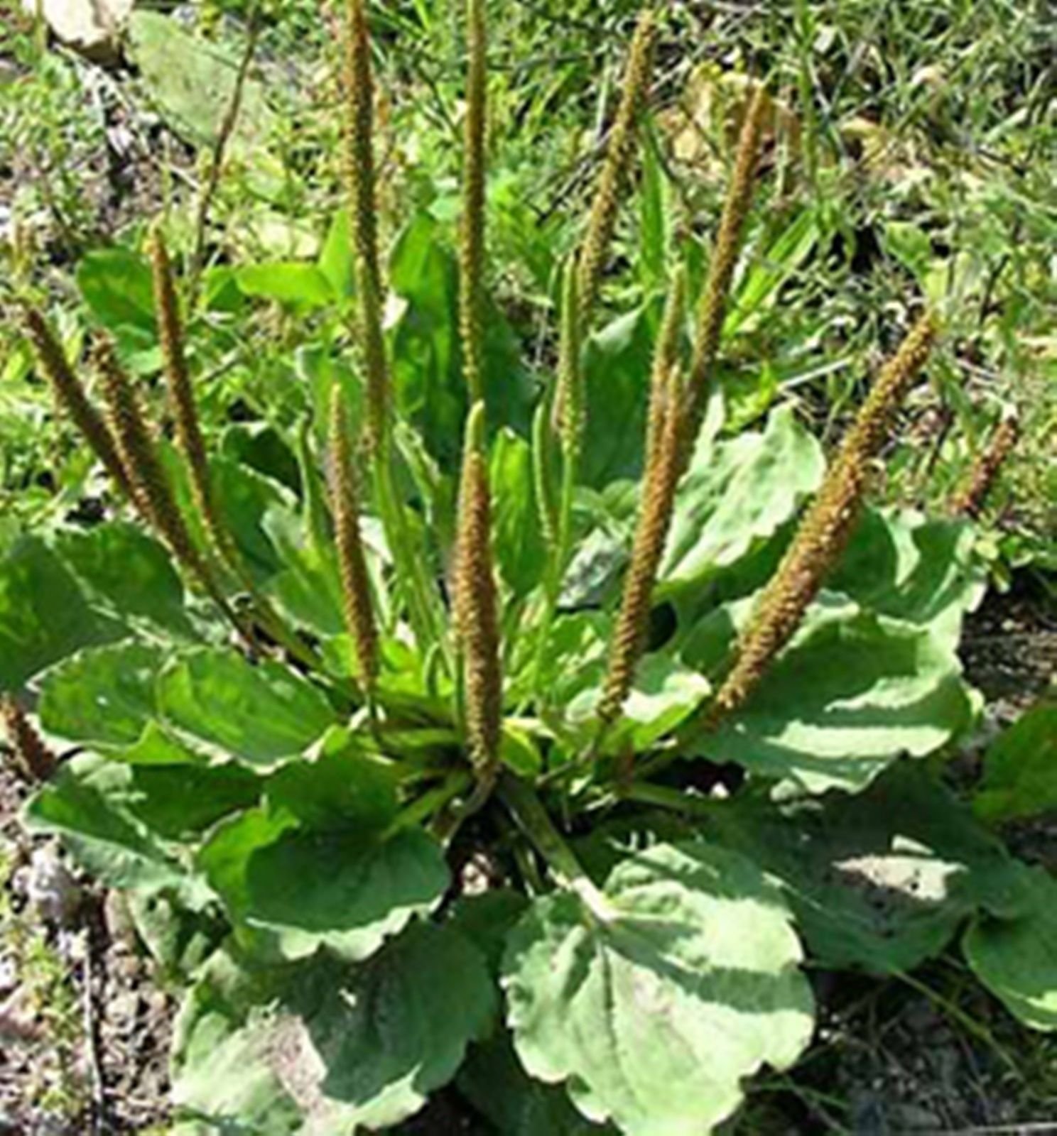 Buy Seeds Broadleaf Plantain (Plantago major) Organic Medical Plant ...