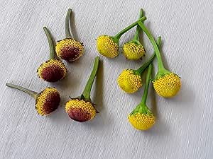 Amazon.com: 100Pcs Herbal Flower, Dried Buzz Buttons Szechuan Flowers ...