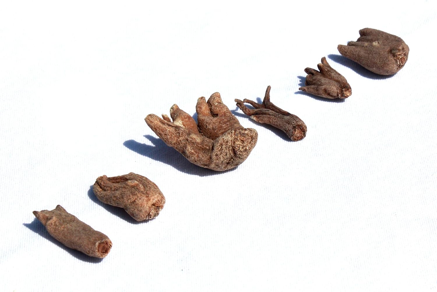 Amazon.com: 1 Piece AURA VARIETY Lucky Hand Roots - PER Piece - Good ...