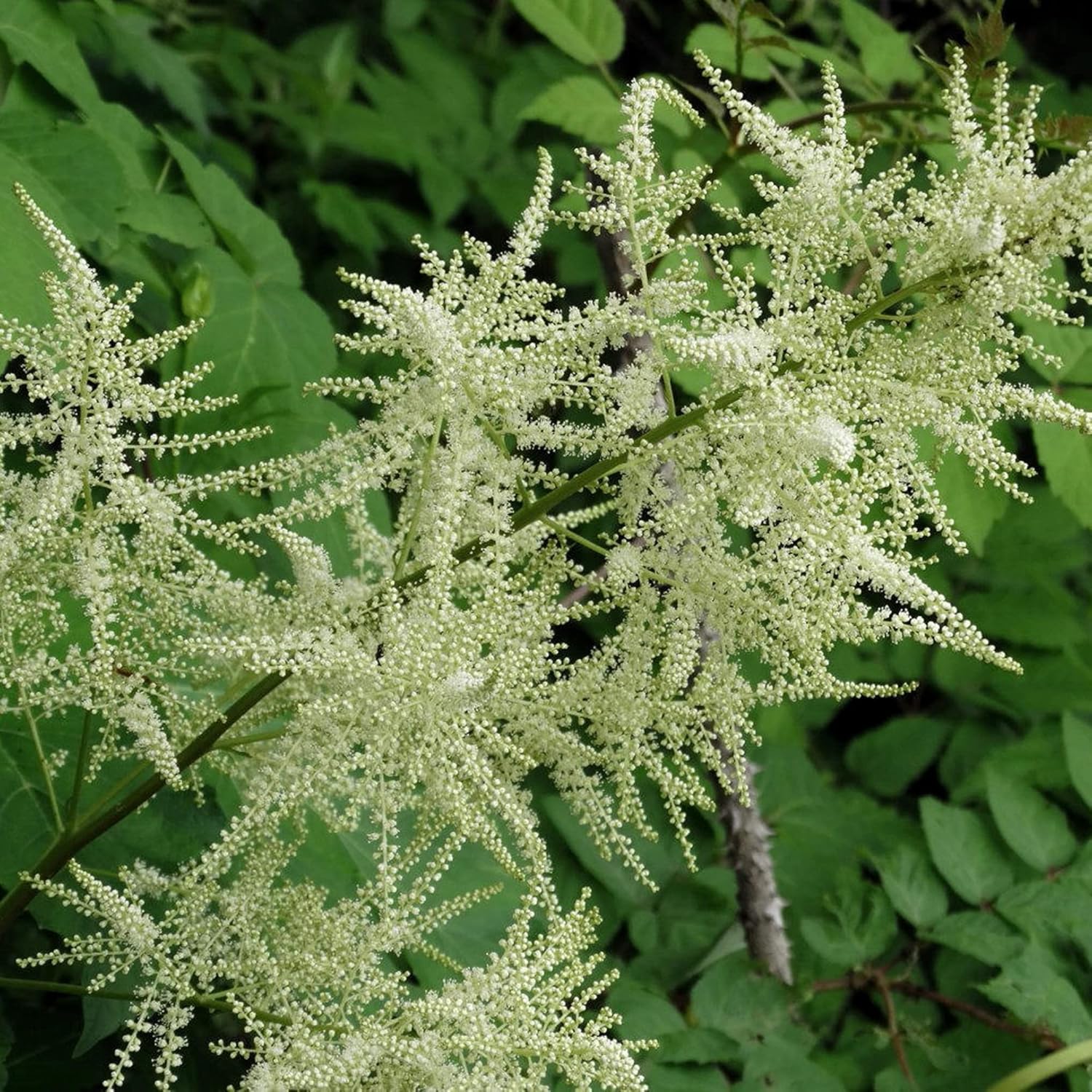 Amazon.com : Goat's Beard Seeds Aruncus Dioicus Herbaceous Perennial ...