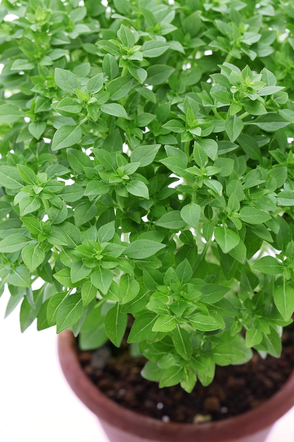 Amazon.com : Basil, Dwarf Greek - Herb Seeds, Non-GMO : Basil Plants ...
