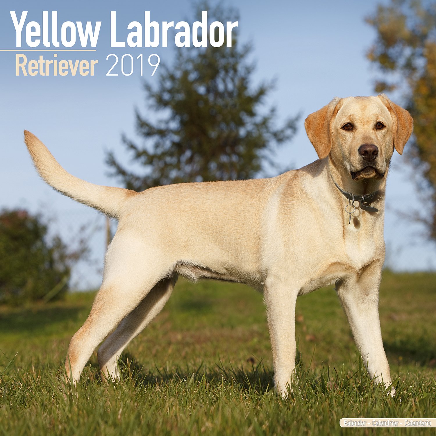 Labrador Ret (Yellow) Calendar - Dog Breed Calendars - 2018 - 2019 Wall ...