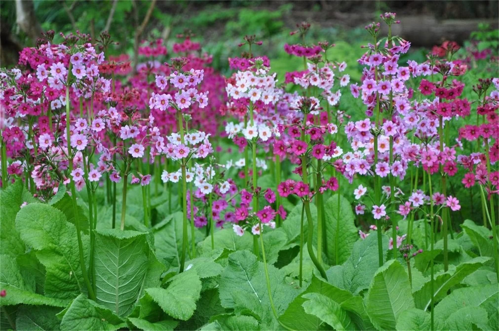 Amazon.com : zellajake Rare Flower Seeds Primula Japonica 100 Japanese ...