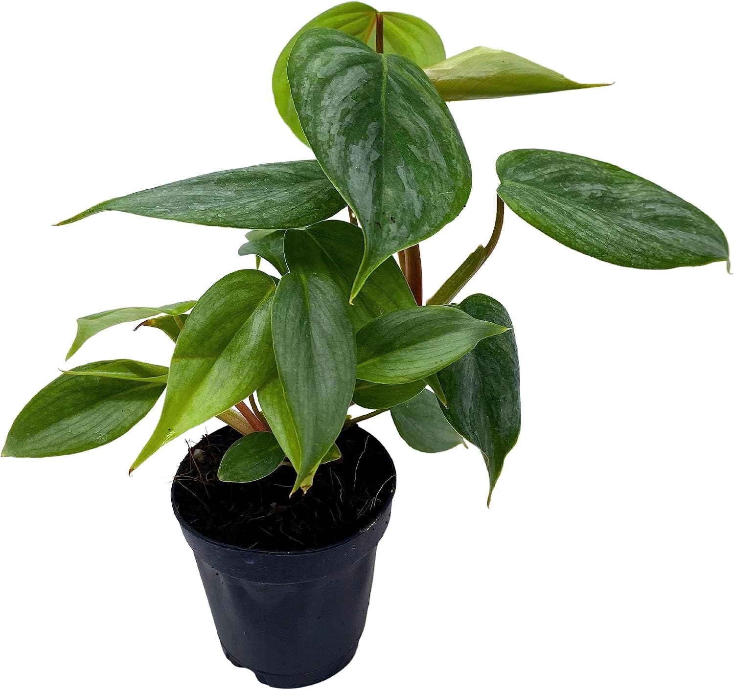 Amazon.com : Philodendron Sodiroi Ornatum Silver, Silver-Leaf Philo in ...