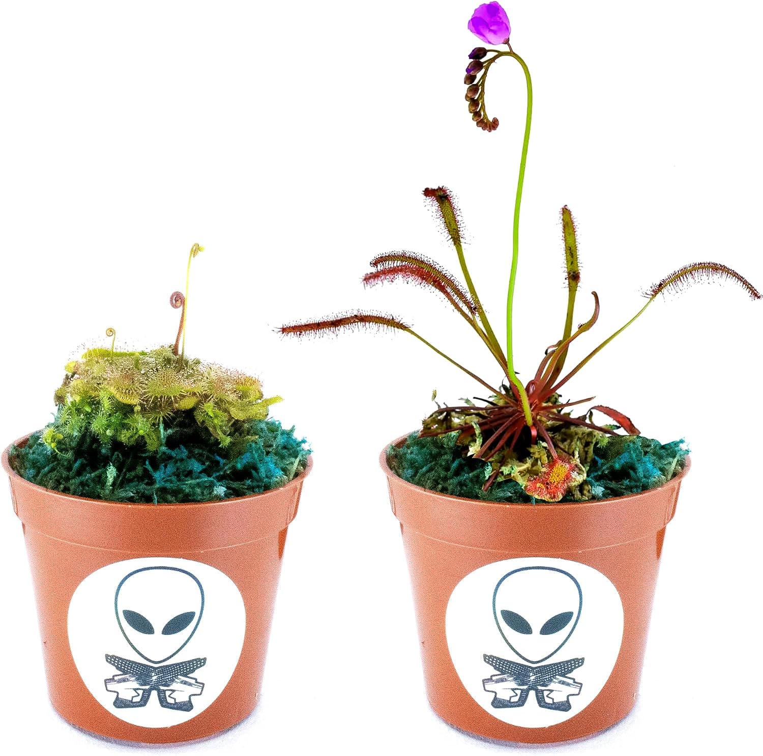 Amazon.com : Bizarre House Plants- Sundew Drosera Capensis Spoonleaf ...