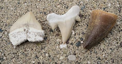 Amazon.com: Fossil ON! Game with Fossil, Rock & Mineral Collection ...