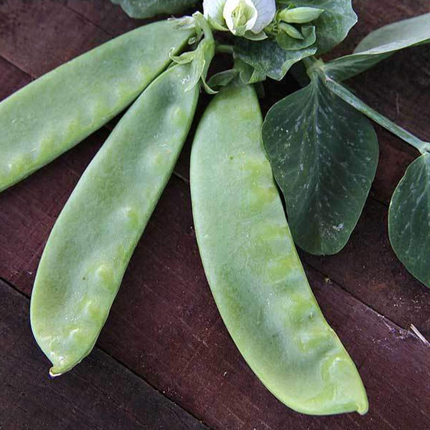 Amazon.com : Organic Oregon Giant Peas - 5 LB Bulk ~10,000 Seeds ...