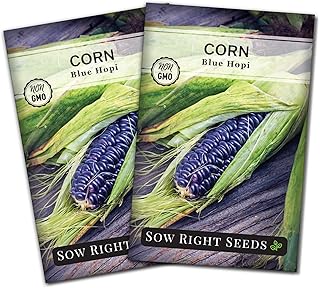 Ideal Growing Temperature For Corn: What You Need To Know | ShunCy
