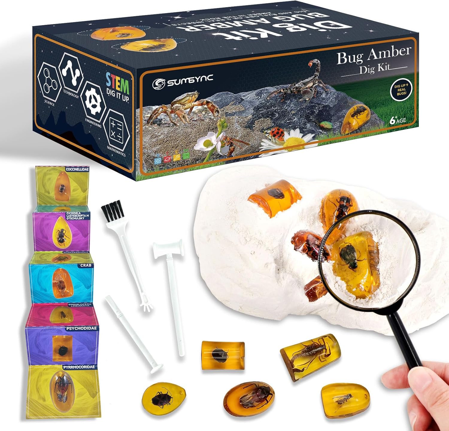 Amazon.com: Amber Dig Kit - Excavate 9 Insects Specimens, Geology ...
