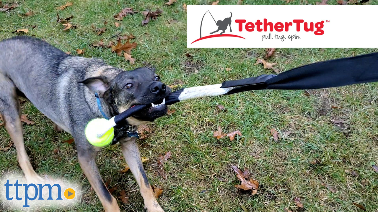 Watch Easy Tug Toy for Dogs and Attachments from Tether Tug on Amazon Live