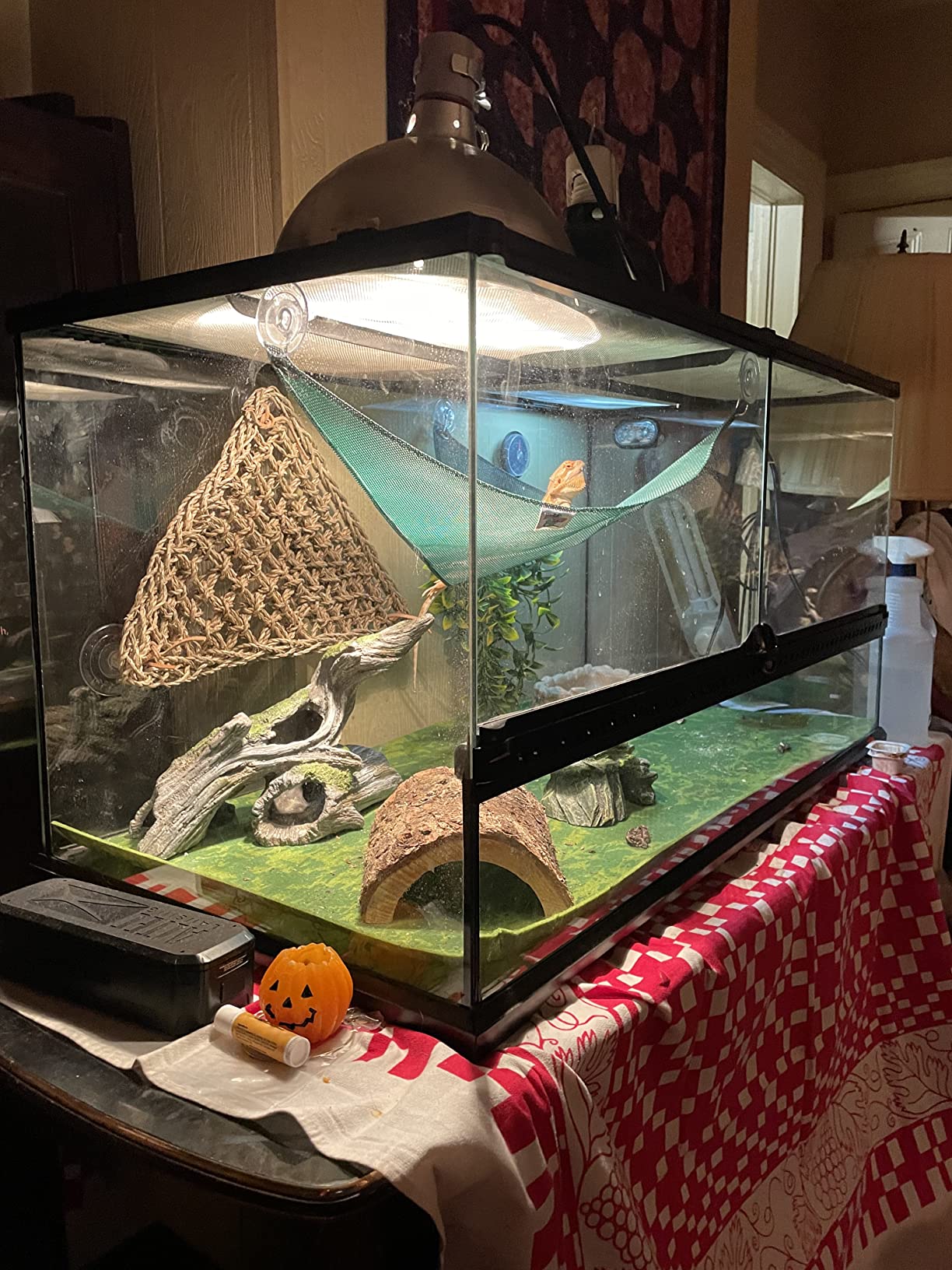 Amazon.com : Zoo Med Habba Hut, Large : Pet Supplies