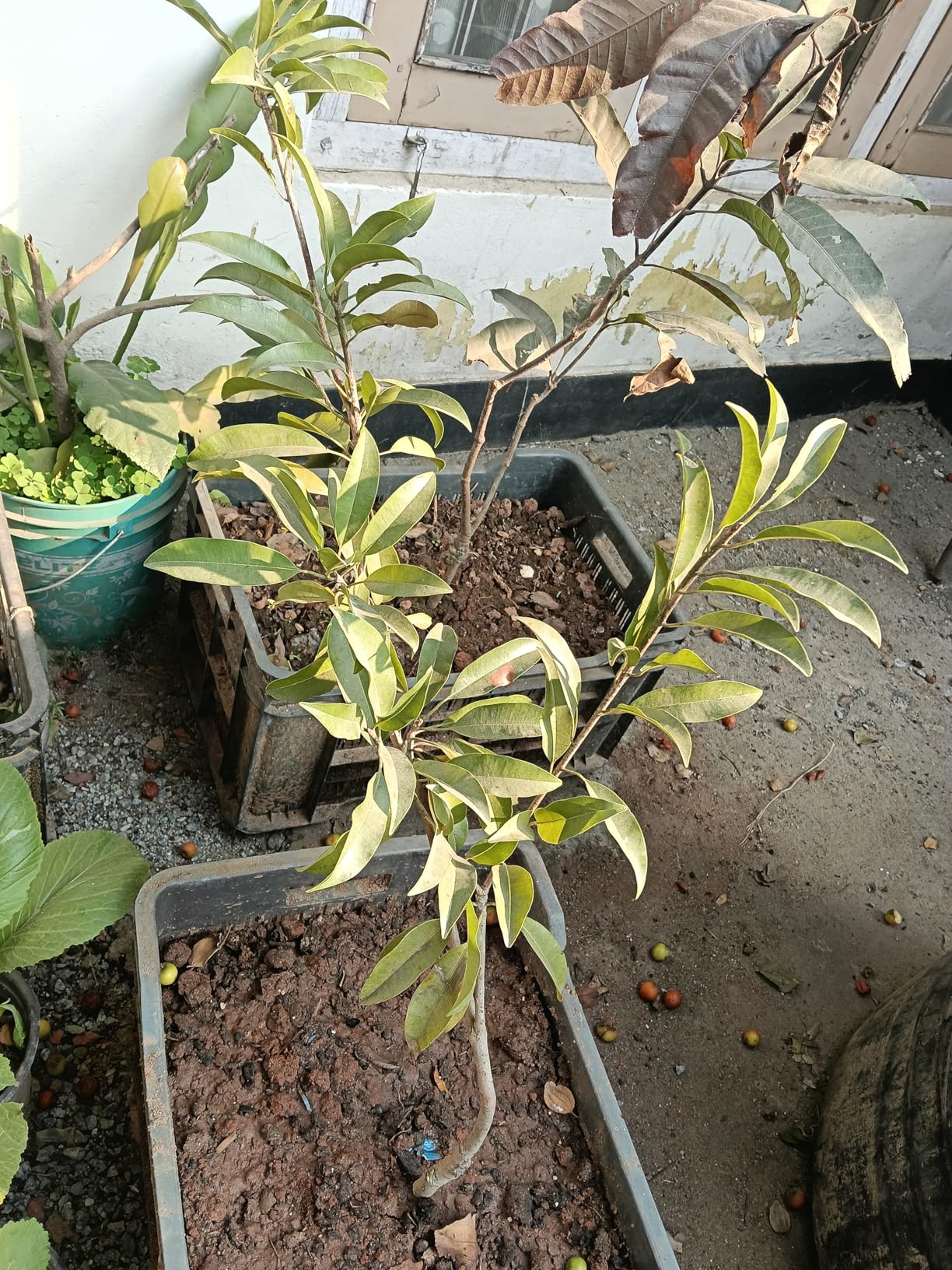 Native Earth® THAI SAPOTA CHIKU (Sapodilla) Zapote Chico Grafted Dwarf ...