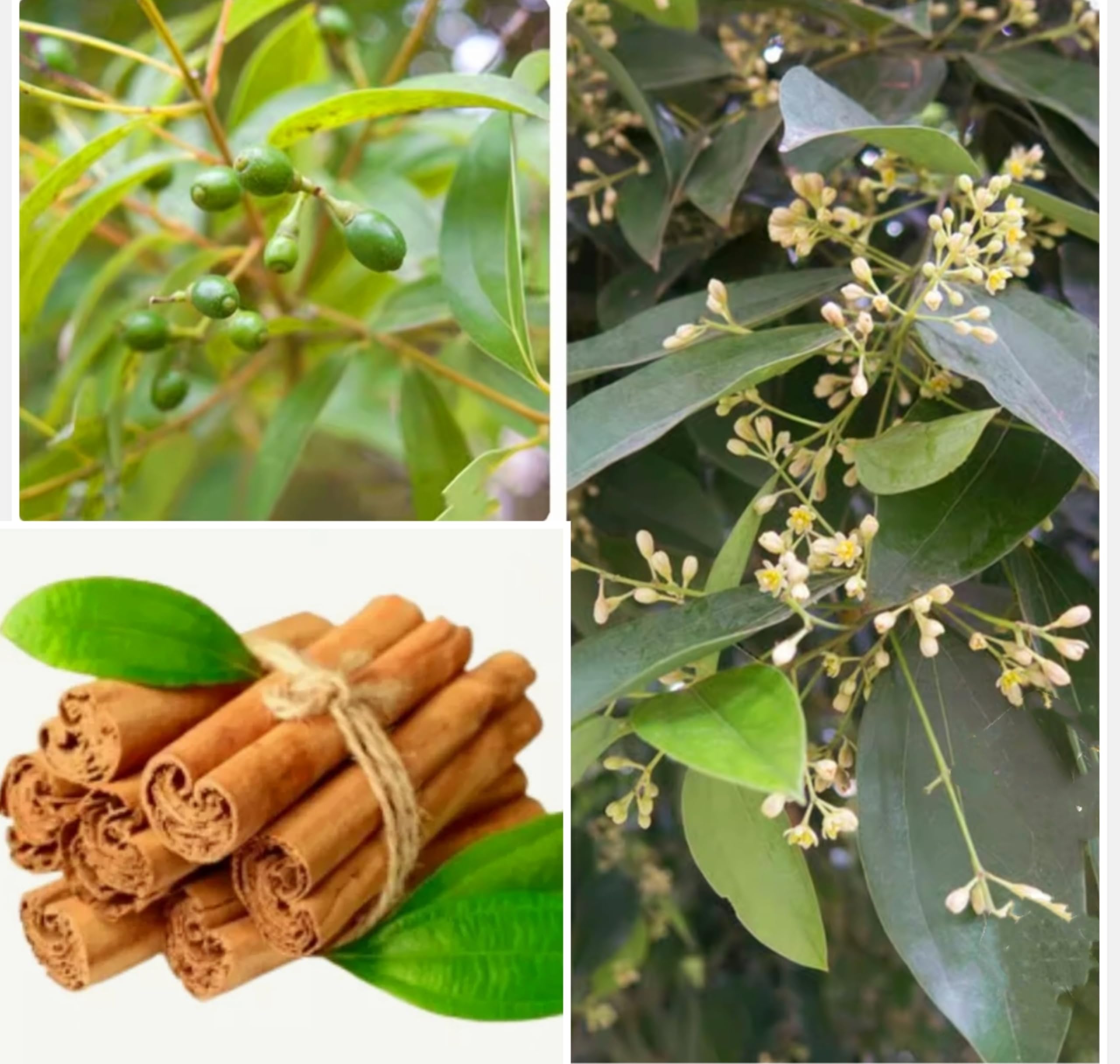 Ceylon Cinnamon Tree True Cinnamon Tree, Cinnamon Bark Live Plant