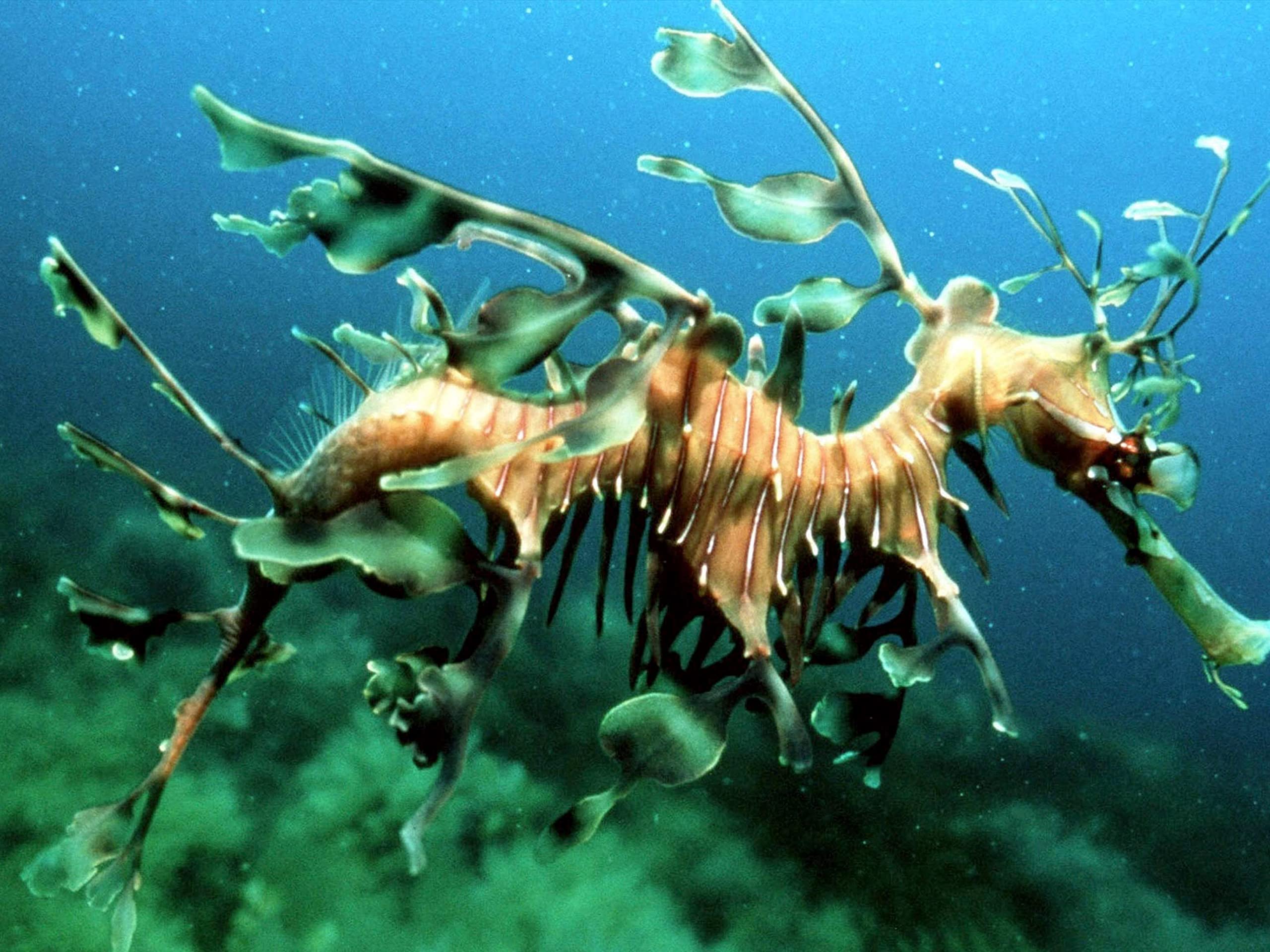 Watch Blue Planet: Seas of Life - Season 1 | Prime Video