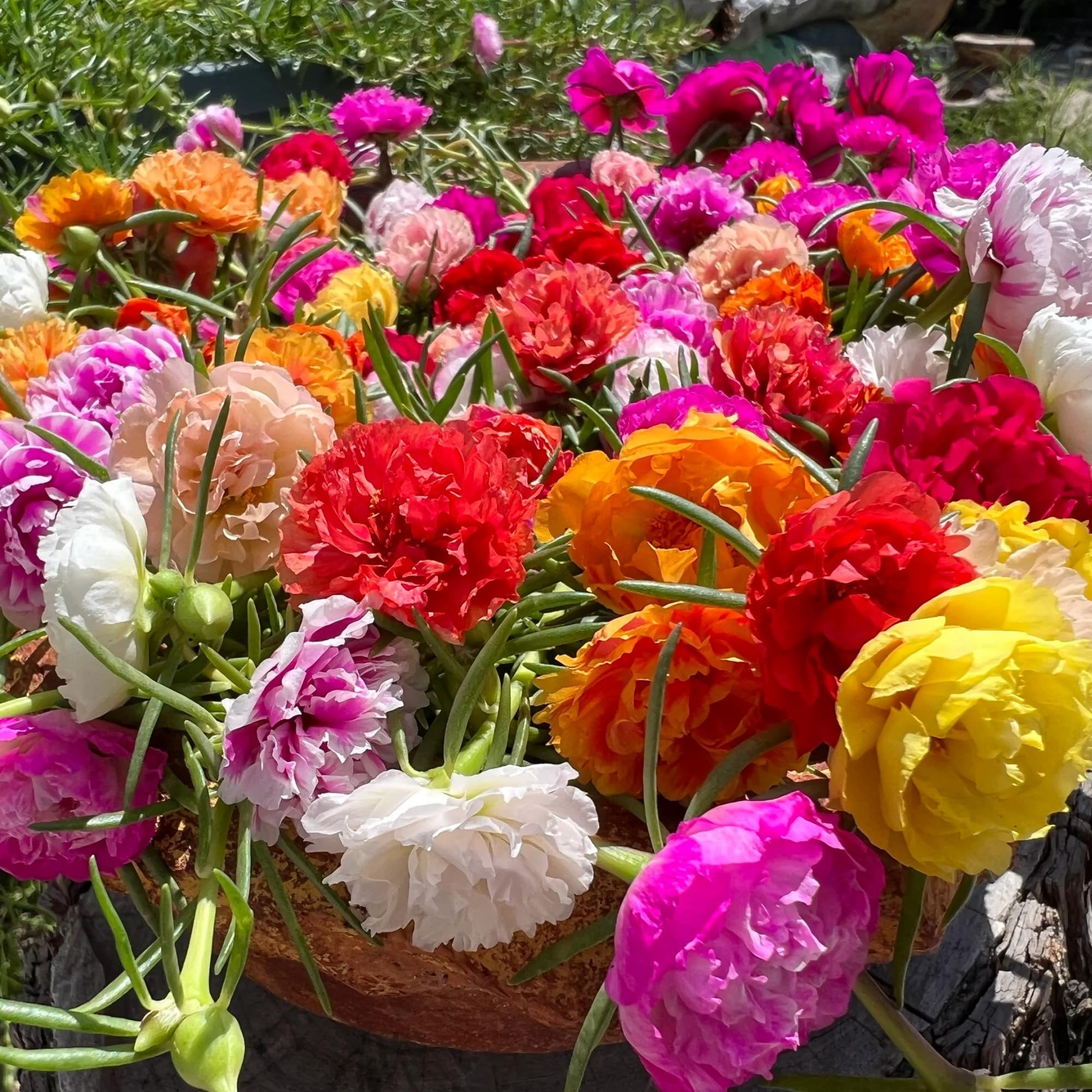 Amazon.com : Moss Rose Seeds for Planting Outdoors, Pack of 10000 ...