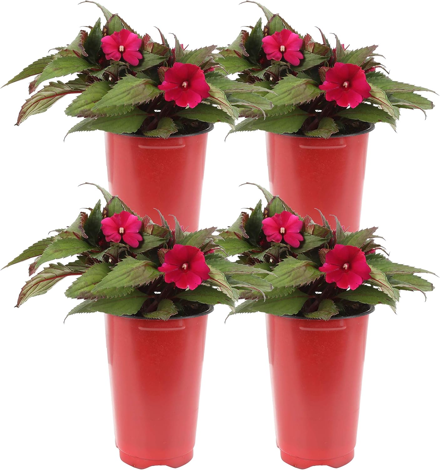 Amazon.com: Costa Farms Live Sunpatiens New Guinea Impatiens Planta al ...