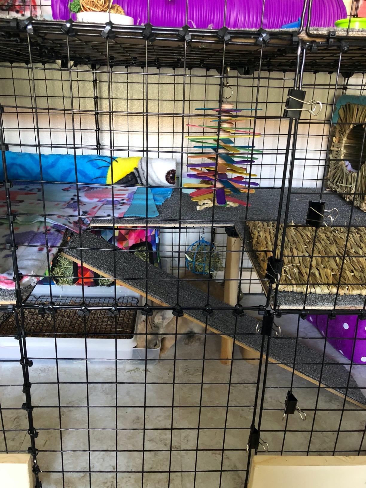 Amazon.com : Whirly Twirly House Rabbit Toy : Pet Toys : Pet Supplies