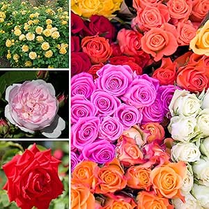 Amazon.com : 20 Mix Rose Bush Seeds for Planting, Rare Rose Bush Seeds ...