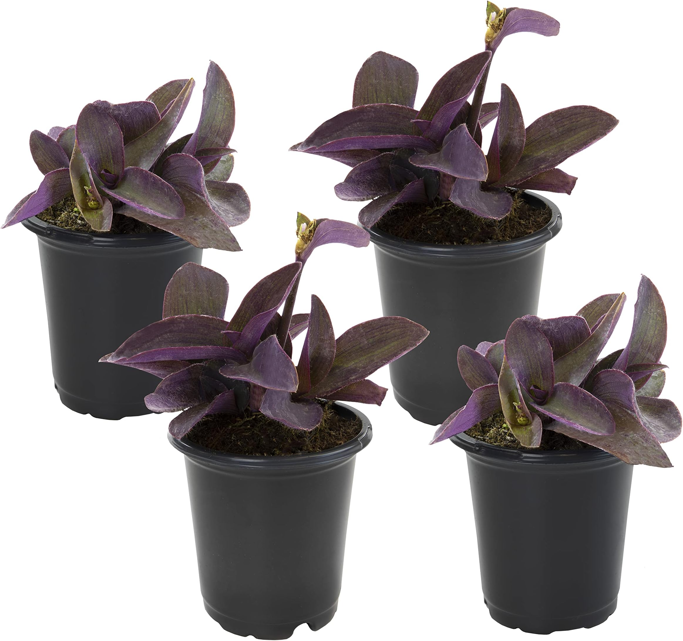 Amazon.com : SKEMIX 15 fresh, Long Healthy Cuttings Purple Heart Queen ...