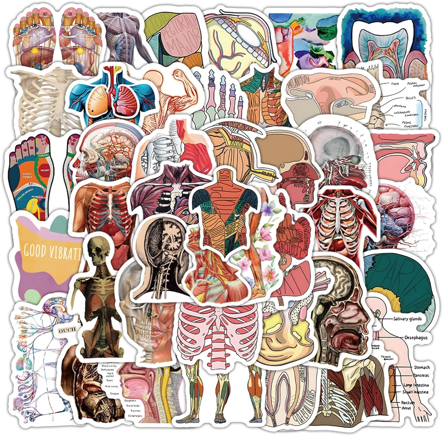 Amazon.com: 100PCS Cool Anatomy Stickers,Biology Anatomy Human Body ...
